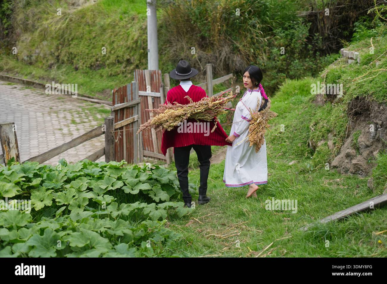 Puruwa indigenous people harvest crops in Colta Canton, Chimborazo ...