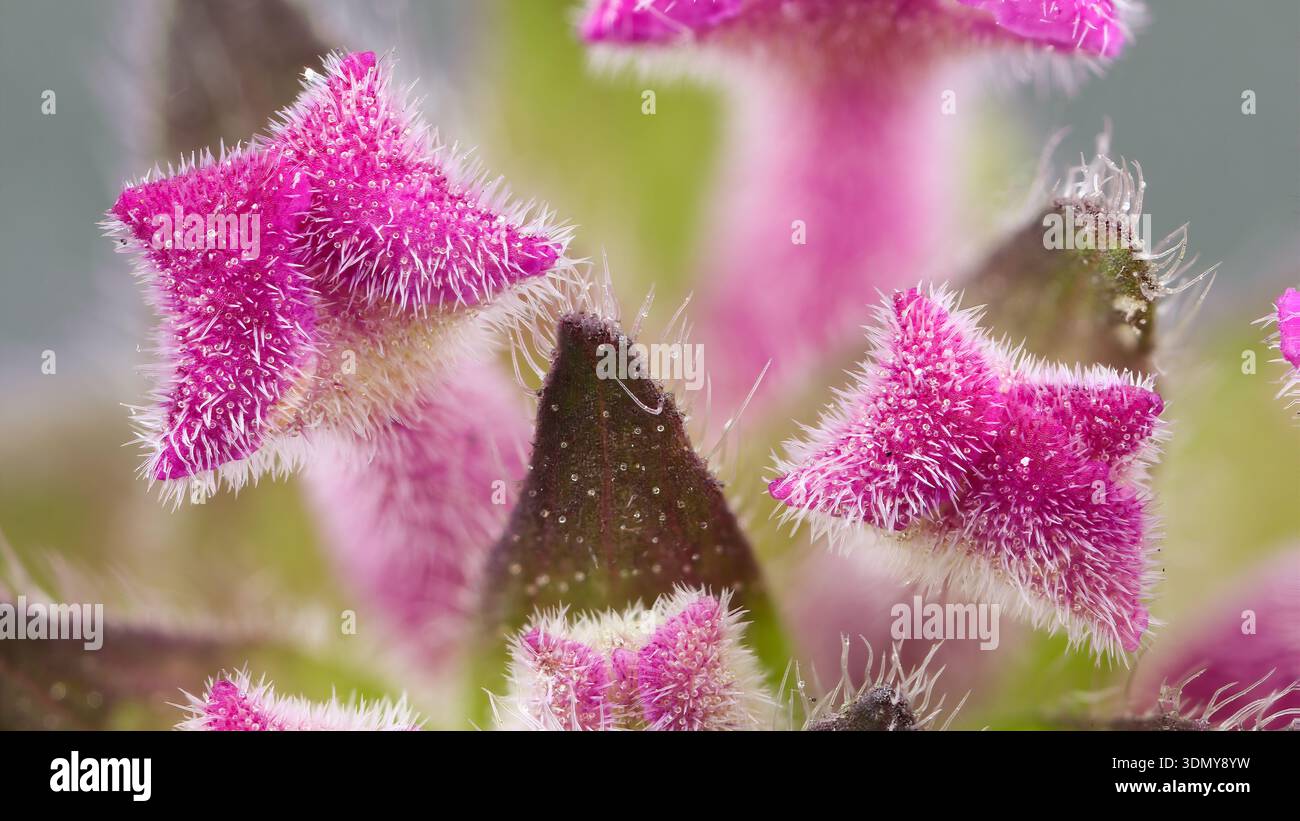 Extreme macro image displaying the intricate details at 3x zoom of ...