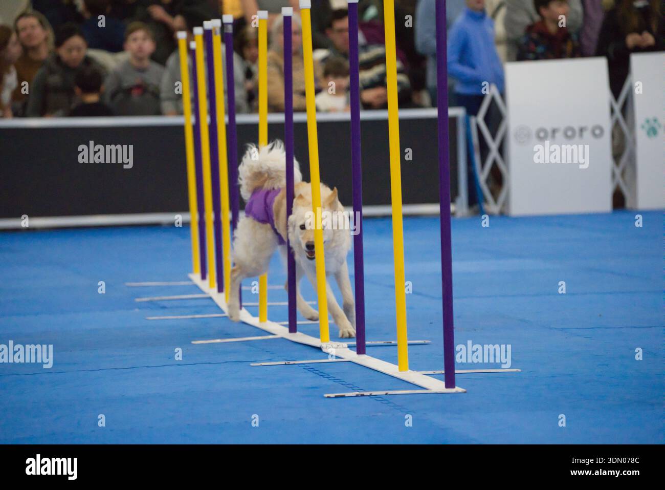 New York, New York - February 7, 2026: The American Kennel Club (AKC ...