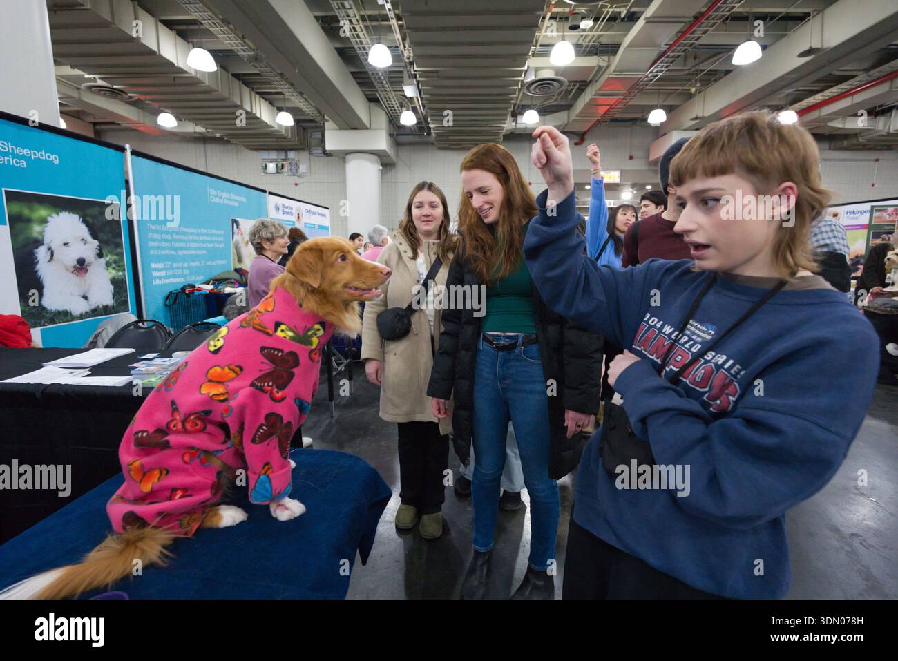 New York, New York - February 7, 2026: The American Kennel Club (AKC ...