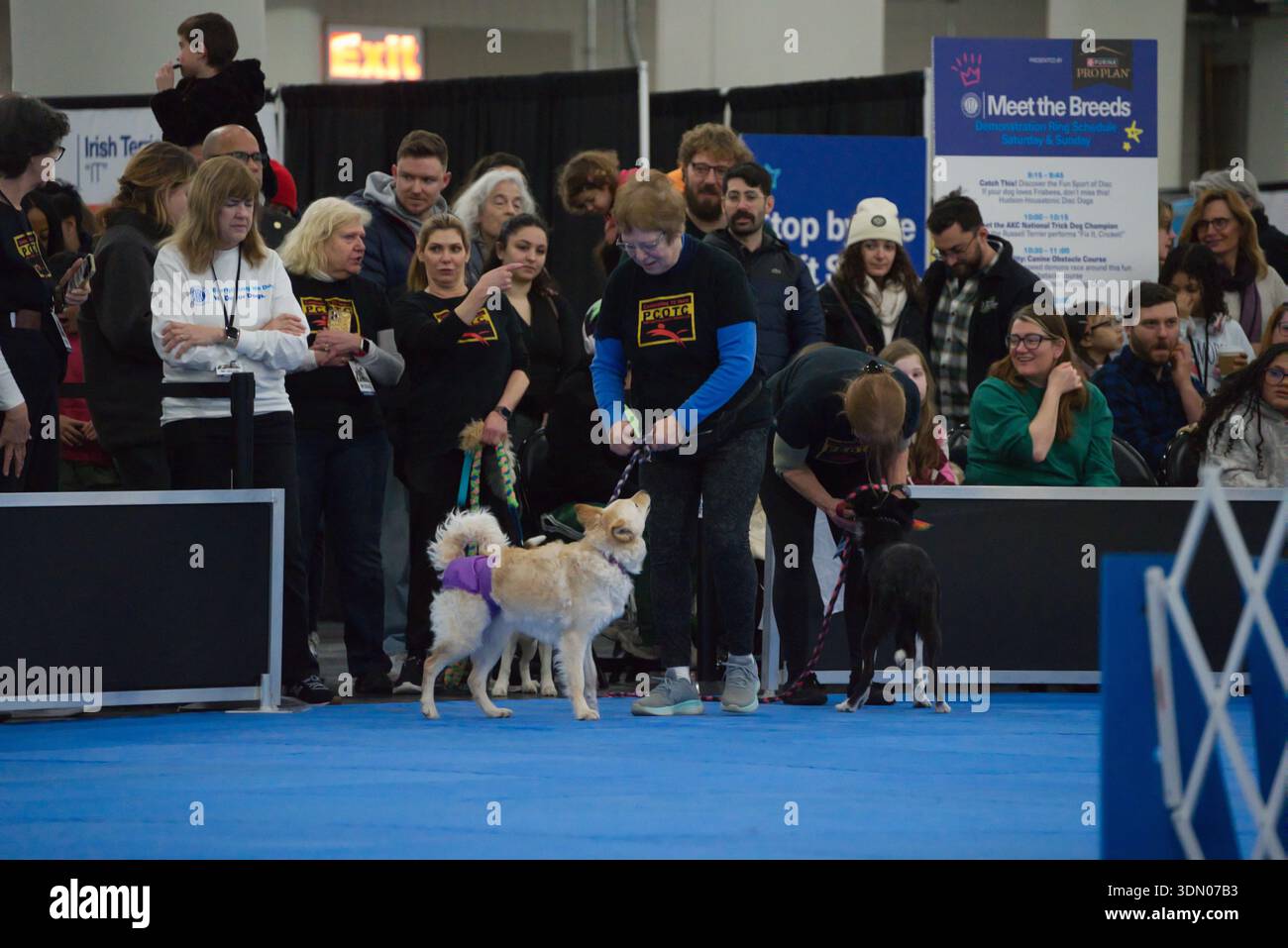 New York, New York - February 7, 2026: The American Kennel Club (AKC ...