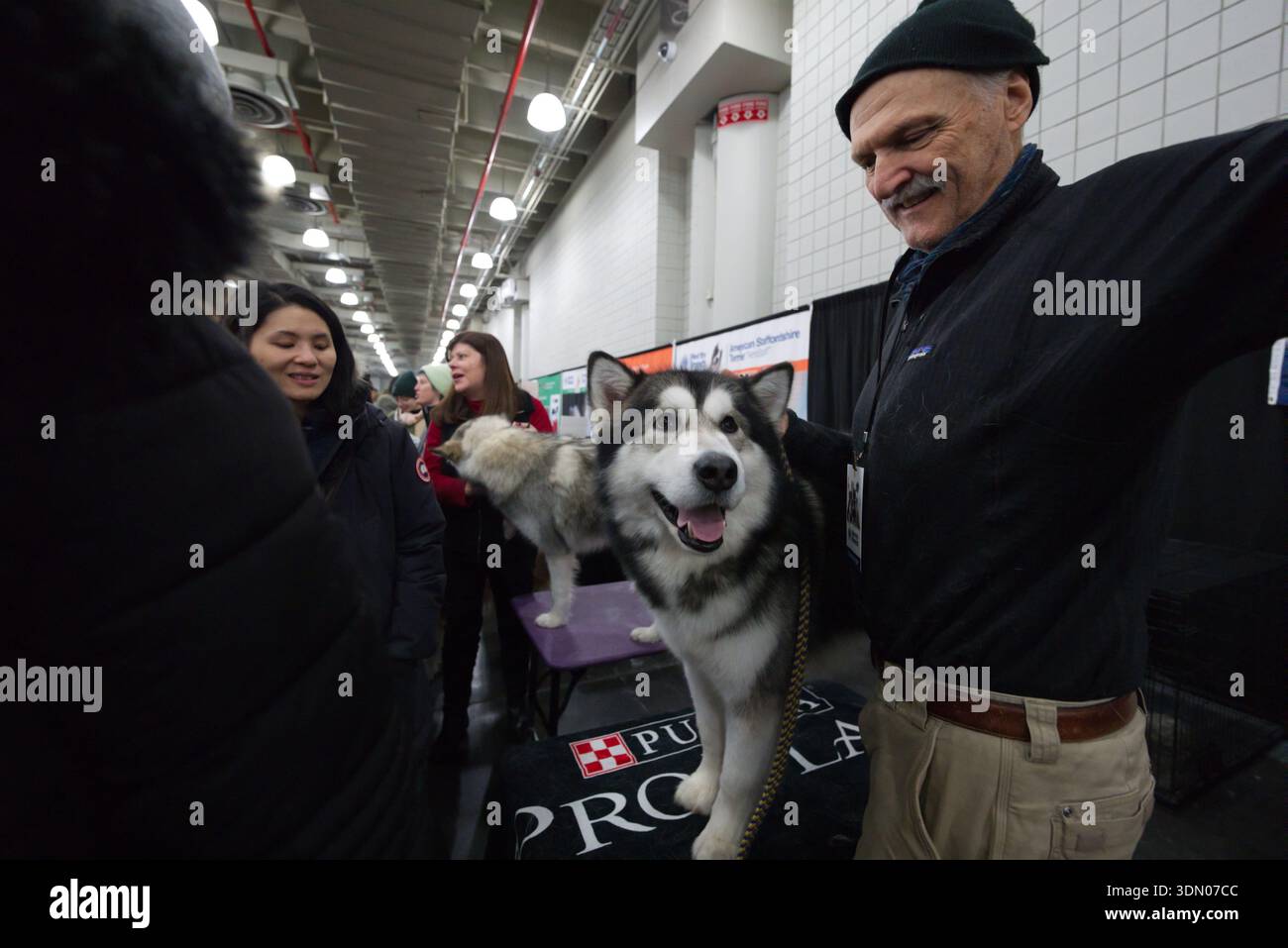 New York, New York - February 7, 2026: The American Kennel Club (AKC ...