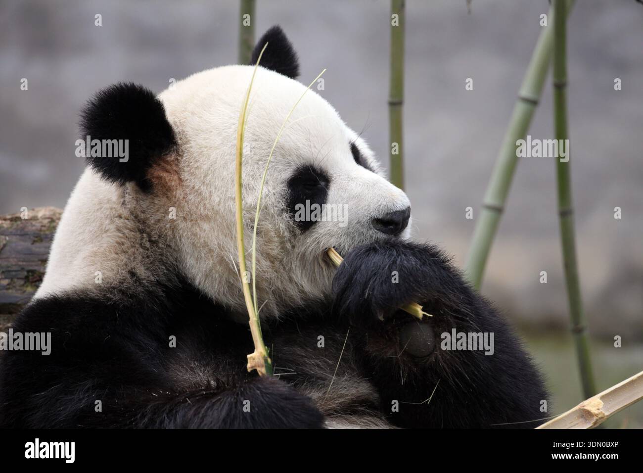 YIBIN, CHINA - FEBRUARY 7, 2026 - A giant panda is eating bamboo in the ...