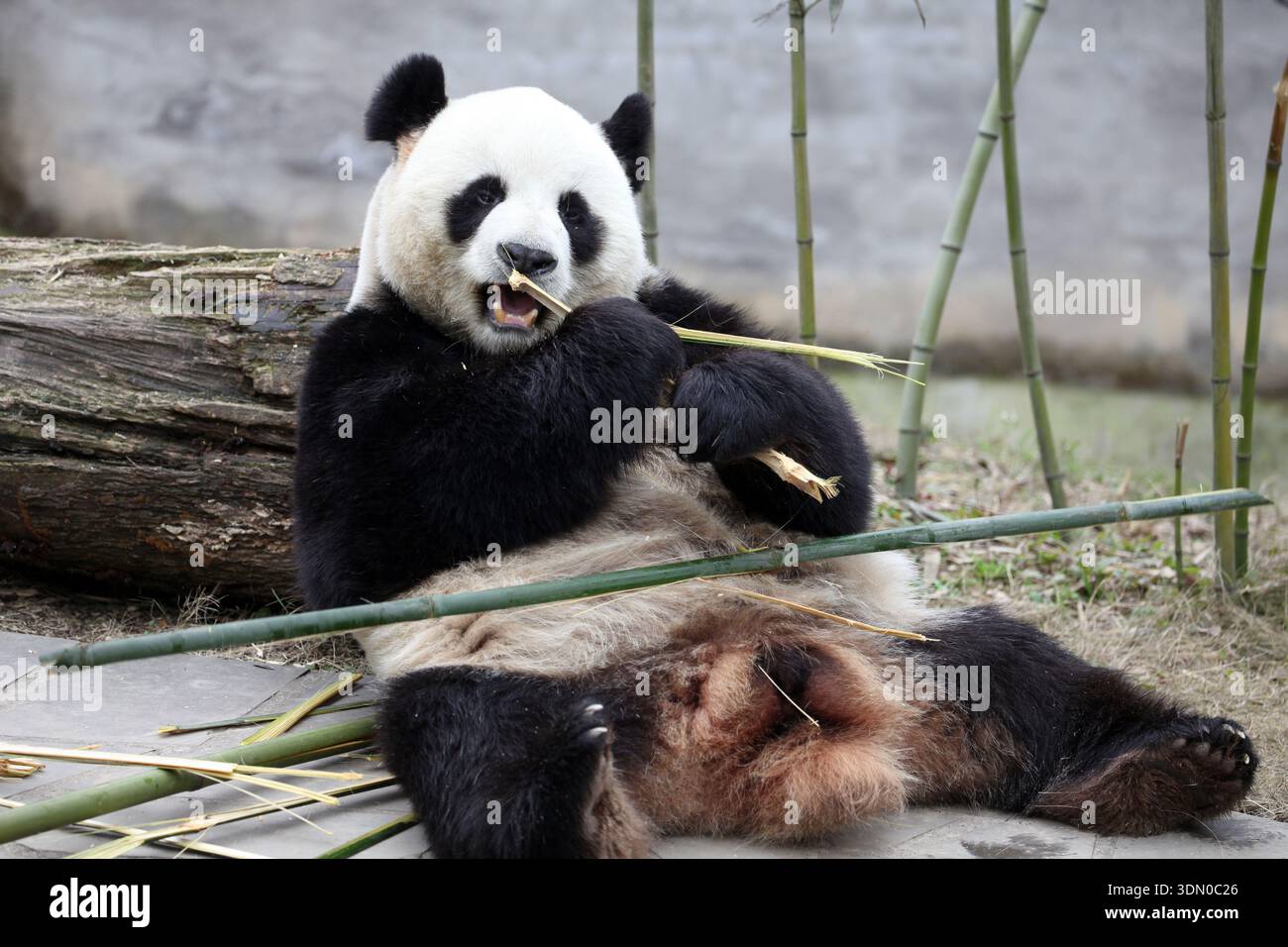 YIBIN, CHINA - FEBRUARY 7, 2026 - A giant panda is eating bamboo in the ...