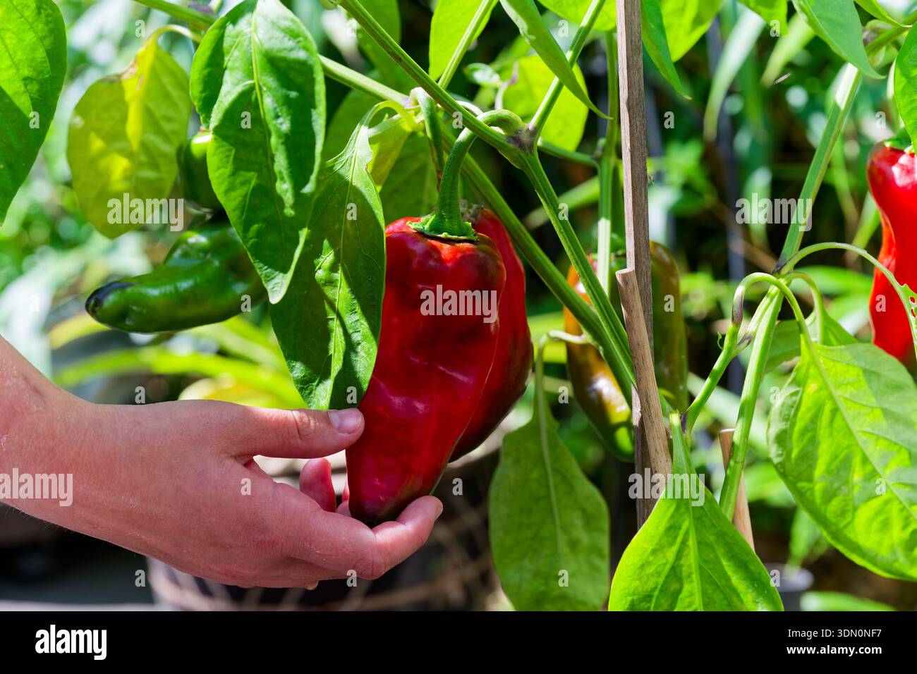 Elongated stem supports hi-res stock photography and images - Alamy