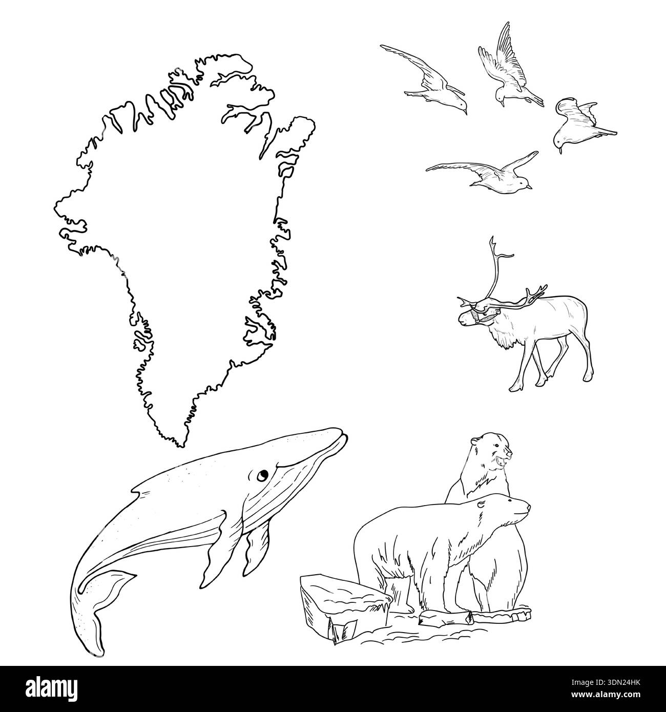 Outline map of Greenland with fauna. Seagulls and whale, polar bear and ...