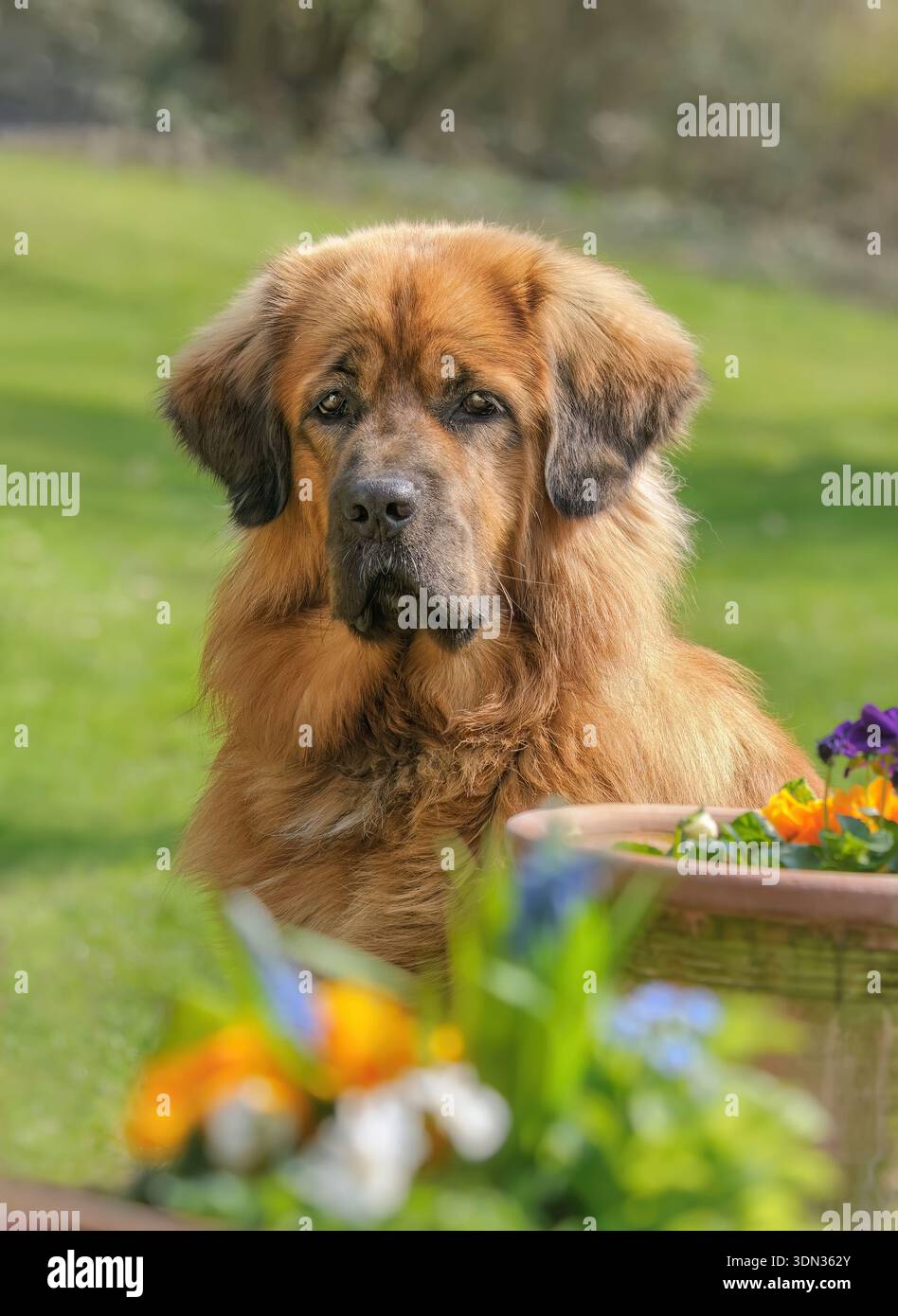 An adorable male Tibetan Mastiff posing in a garden, an expressive ...