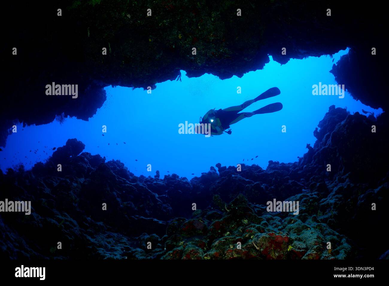 Scuba diver and reef Crevice, Canyon, Red Sea, Egypt, Africa Stock ...