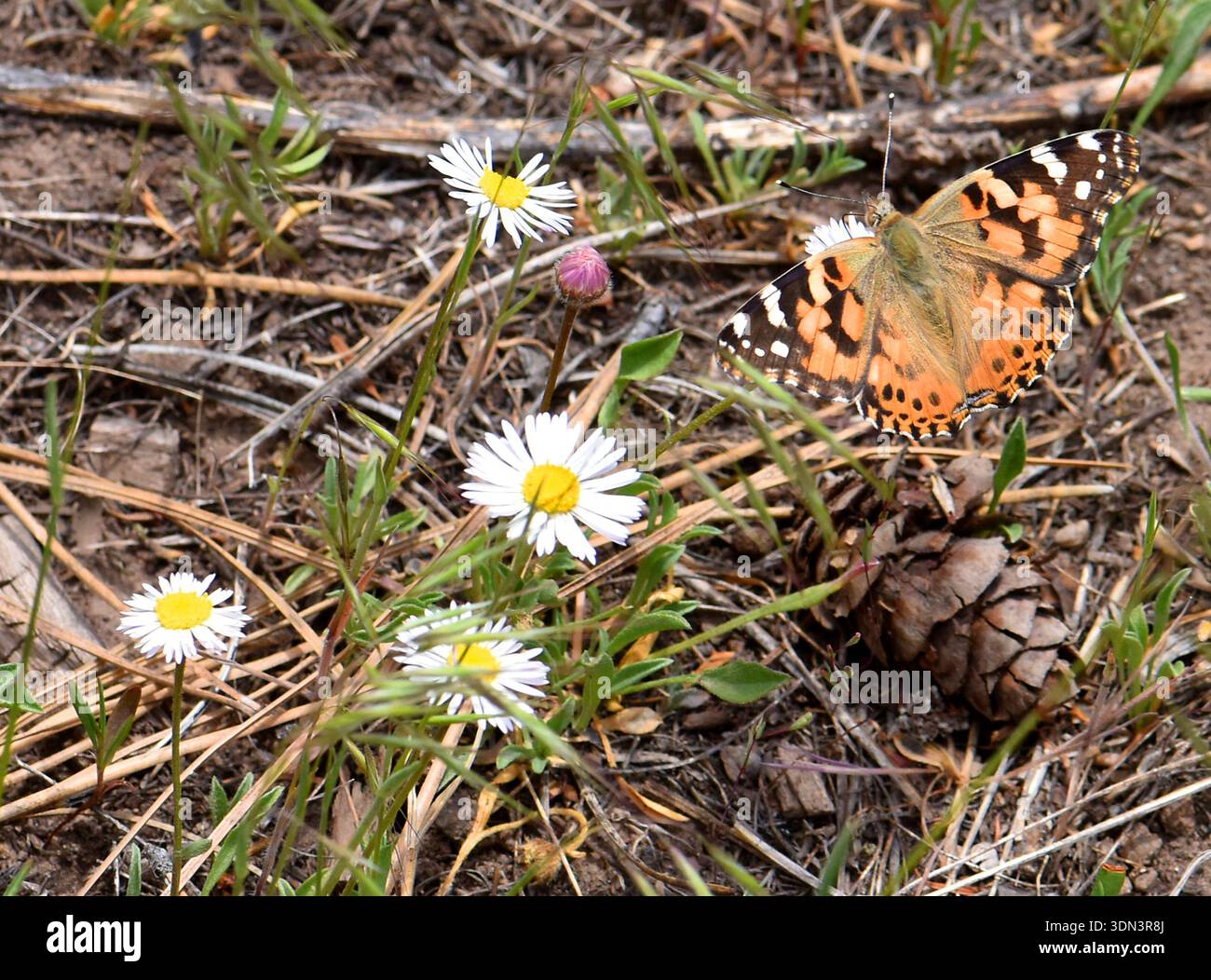 Painted Lady (Vanessa cardui) also called the American Lady on Oxeye ...