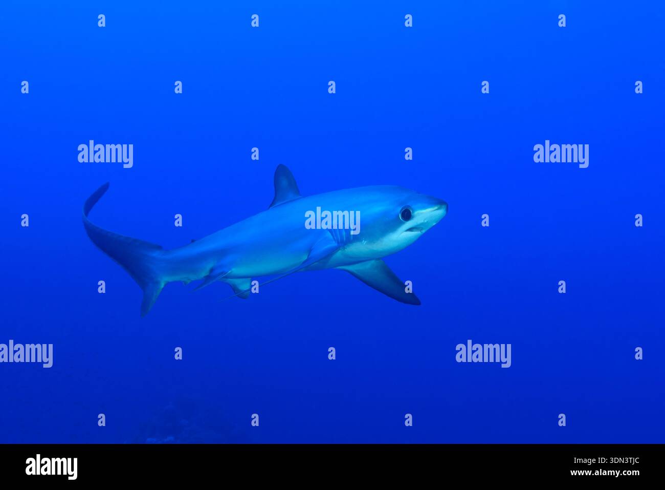 Alopias pelagicus, Tresher shark, Brother Islands, Brothers, Red Sea ...