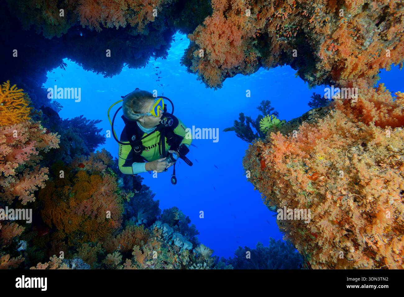 Scuba diver in Reef Crevice with soft corals, Brother Islands, Brothers ...