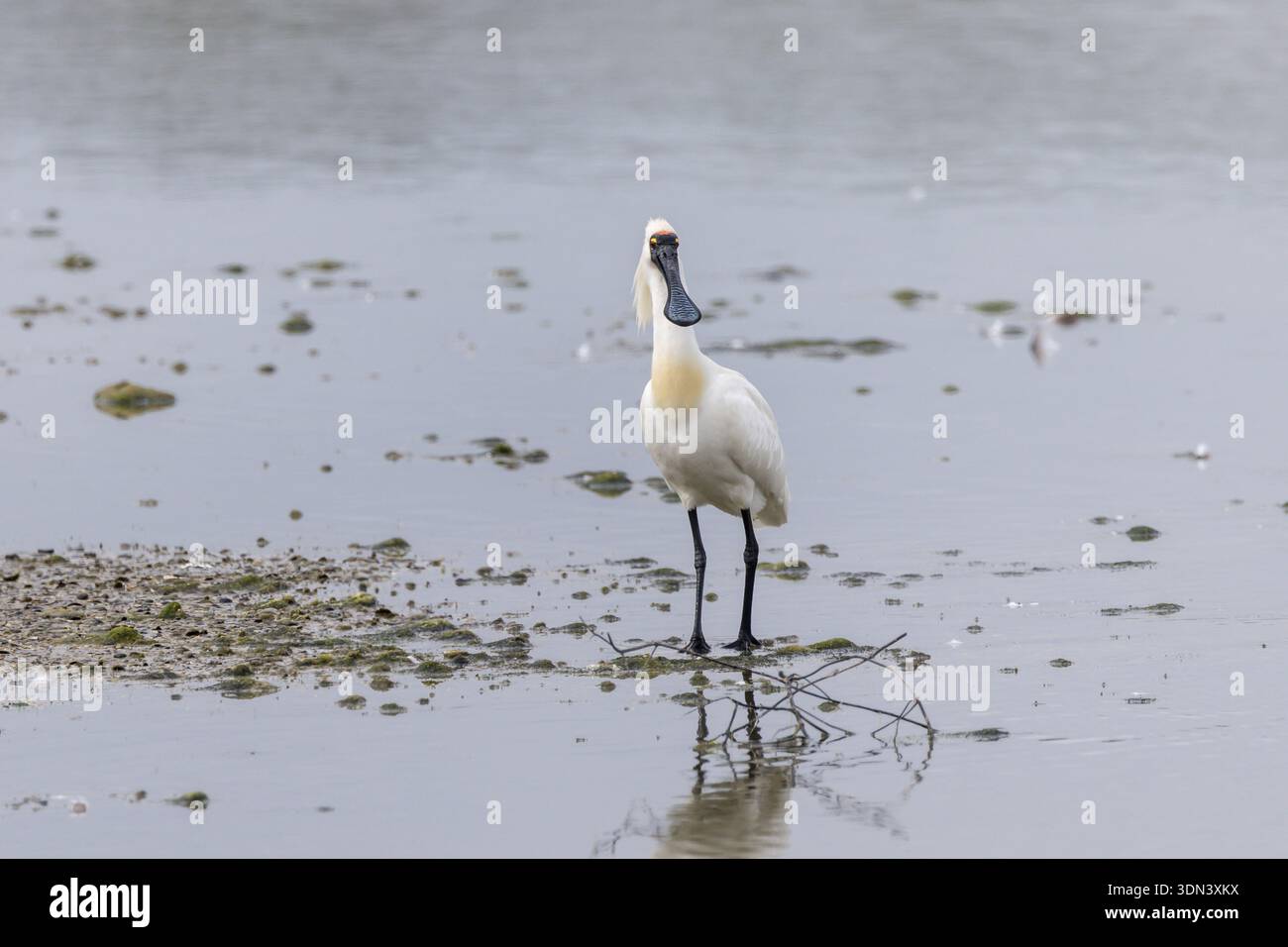 Royal Spoonbill - Platalea regia. Adult bird in shallow water at Napier ...