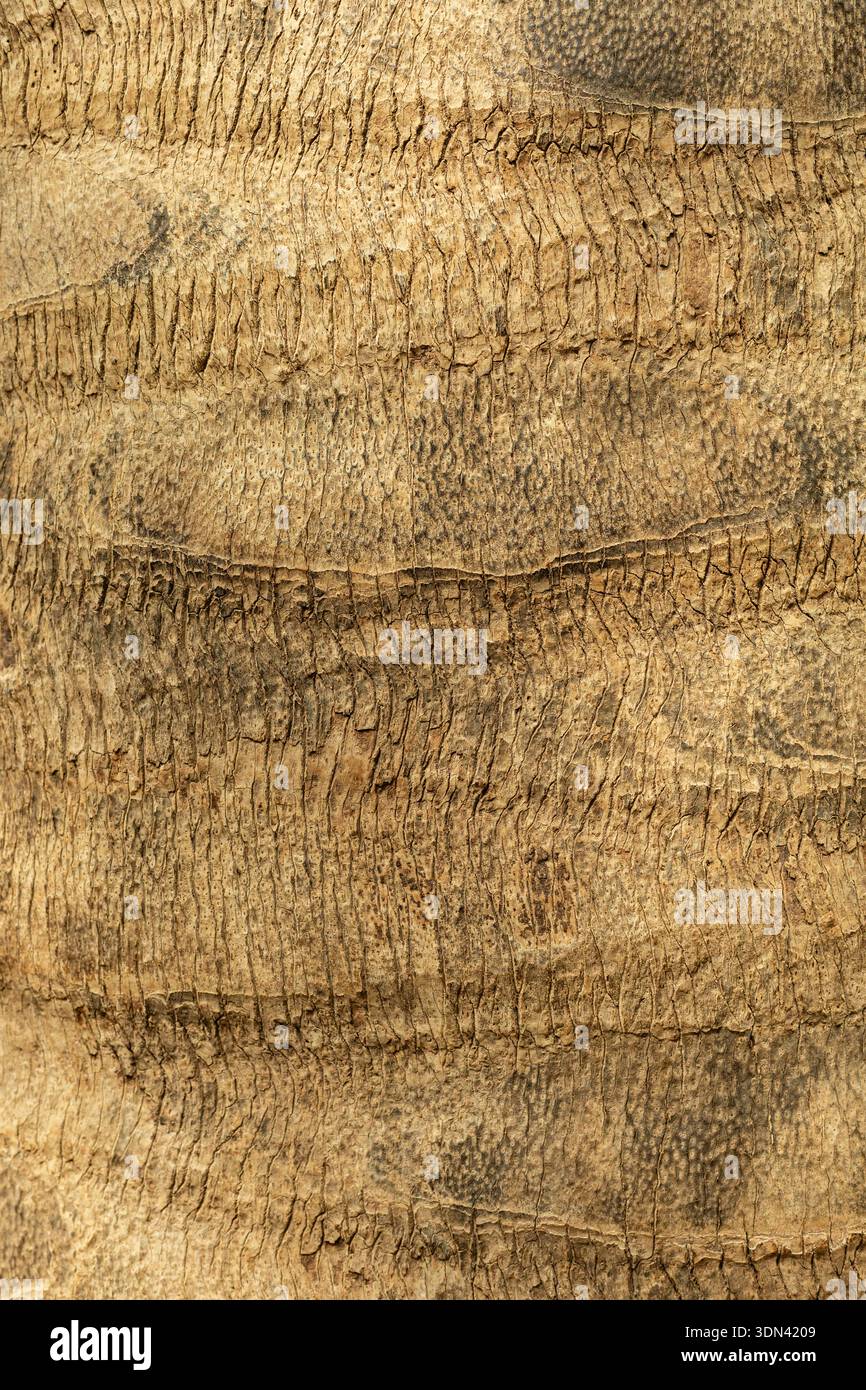 The close view shows a surface with natural patterns and textures from ...