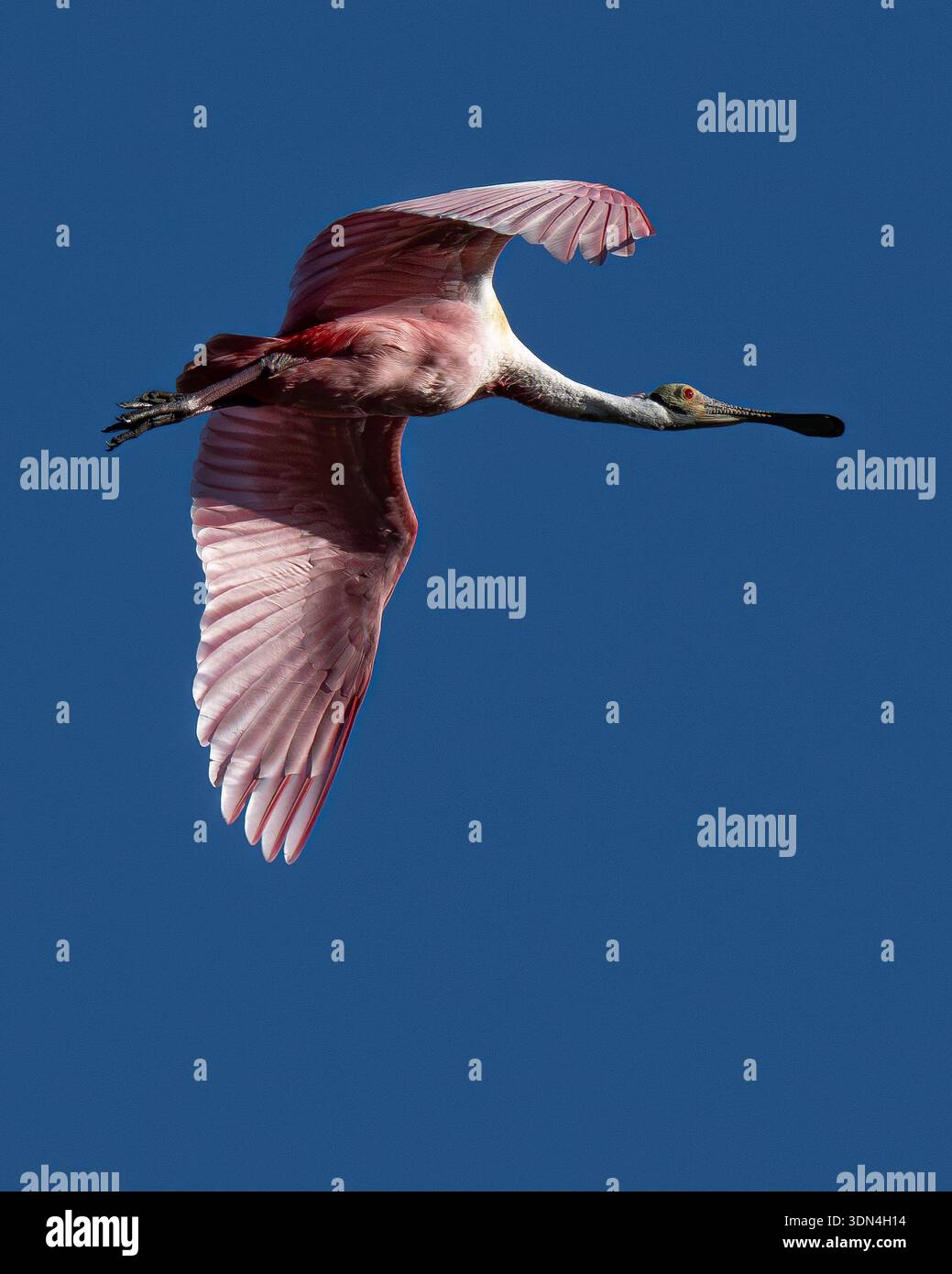 Roseate spoonbill - Platalea ajaja - a pink wading bird in Everglades ...
