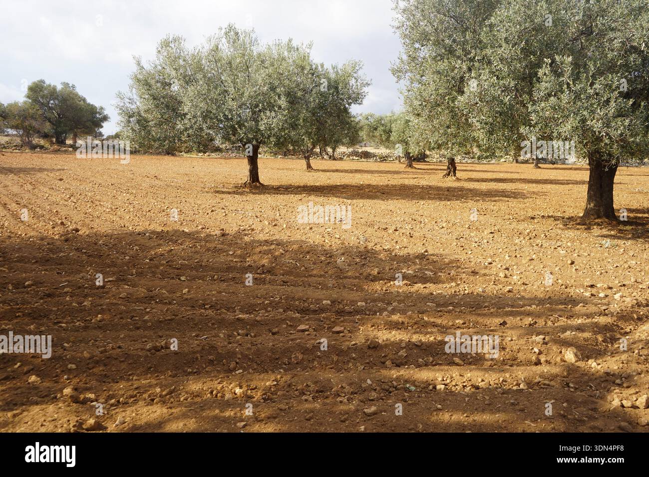 Symmetrical olive tree rows hi-res stock photography and images - Alamy