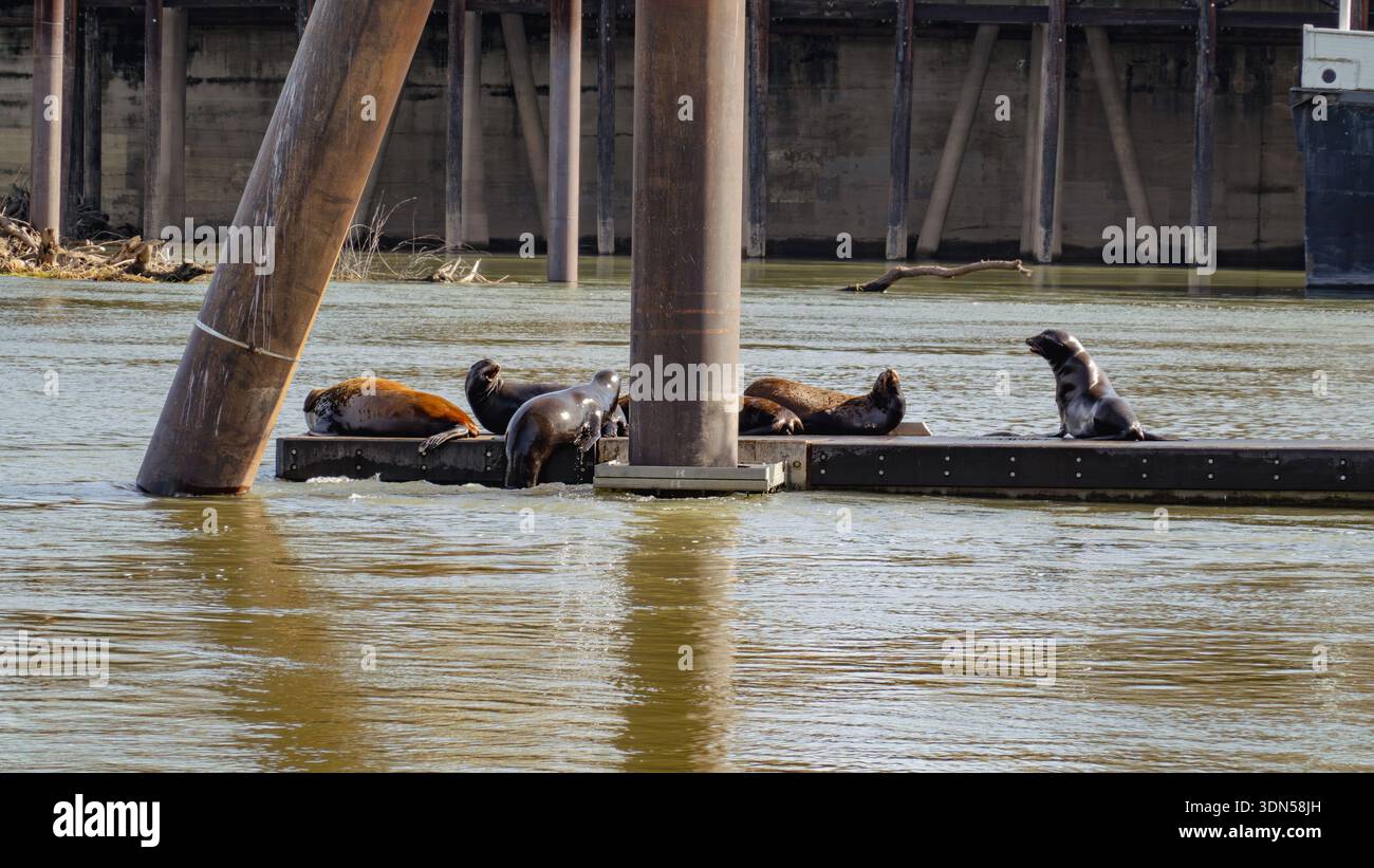 A group of California sea lions congregates on a floating dock in the ...