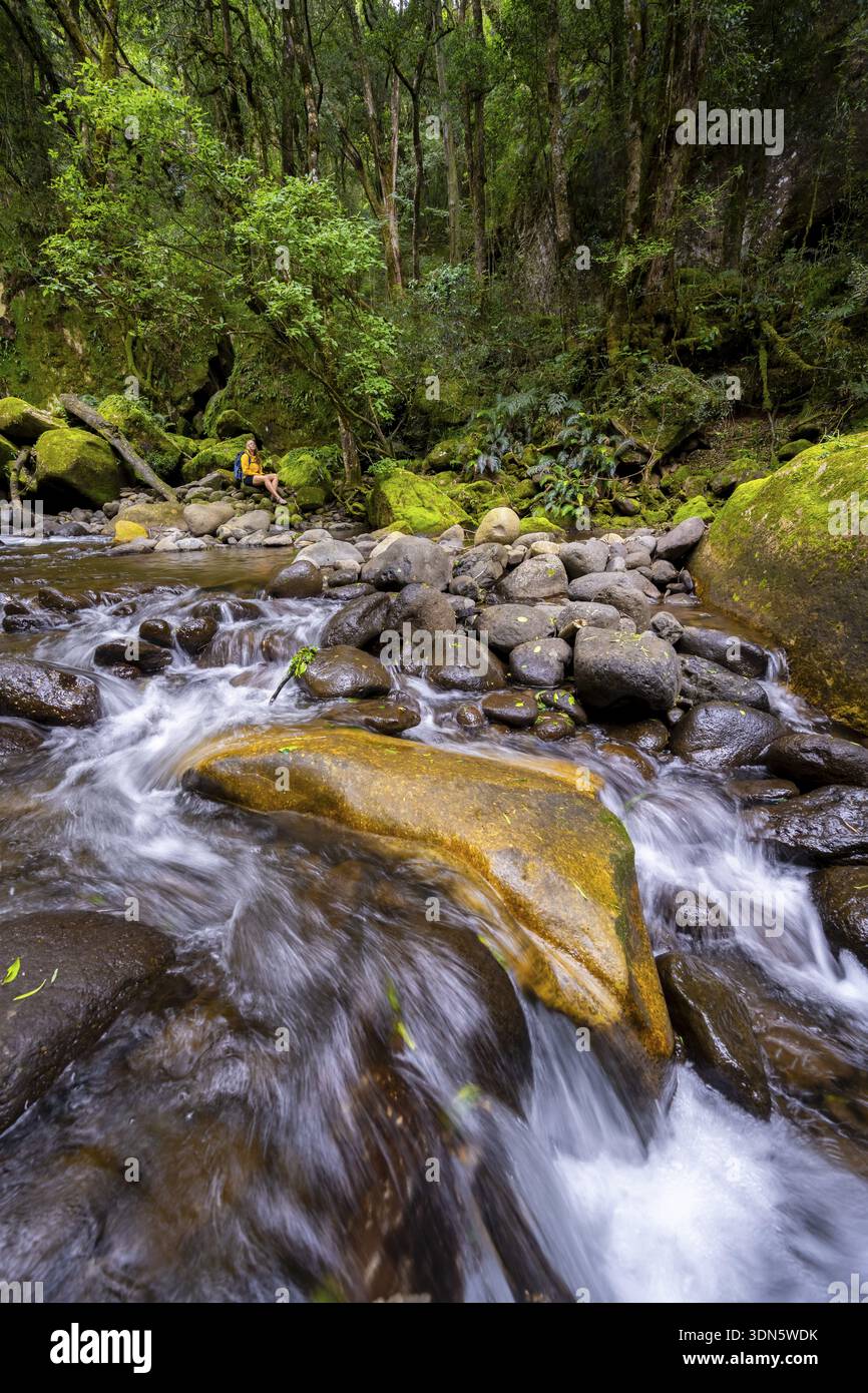 Mhlwazini River flows through thick forest, original mountain forest ...
