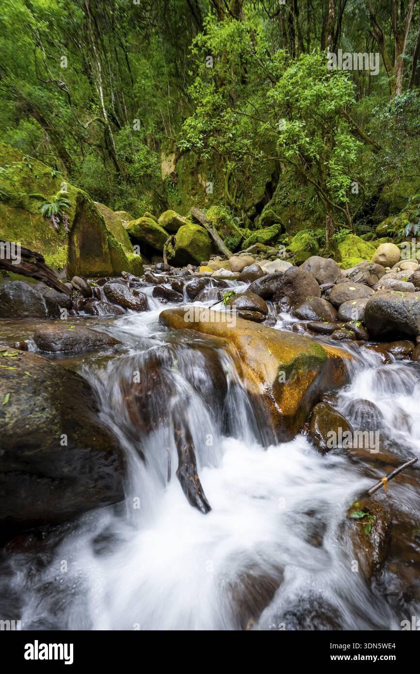 Mhlwazini River flows through thick forest, original mountain forest ...