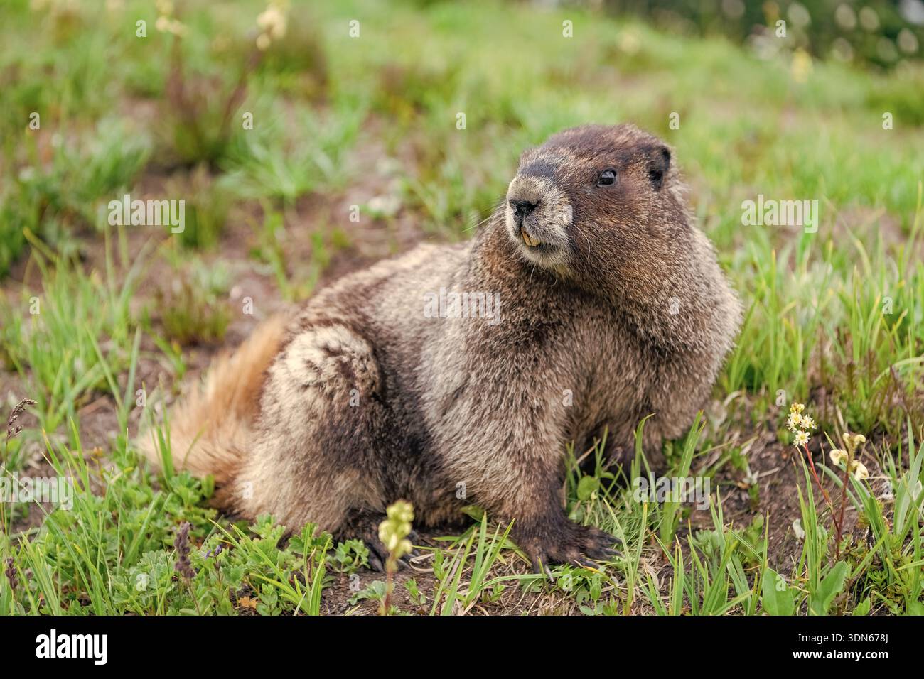 Groundhog at zoo. Rodent animal woodchuck. Rodent marmot animal. Marmot ...