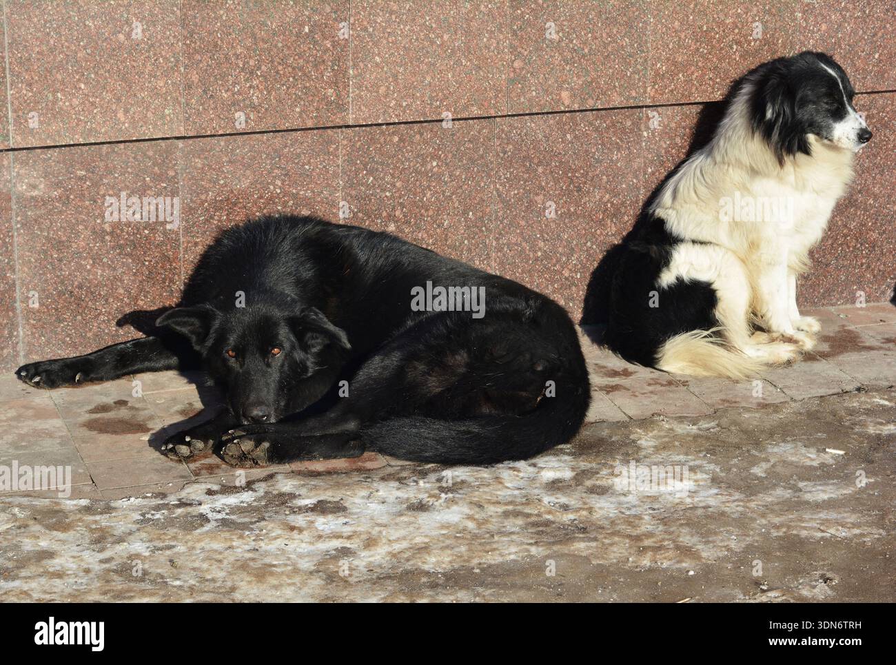 Homeless dogs bask in hi-res stock photography and images - Alamy