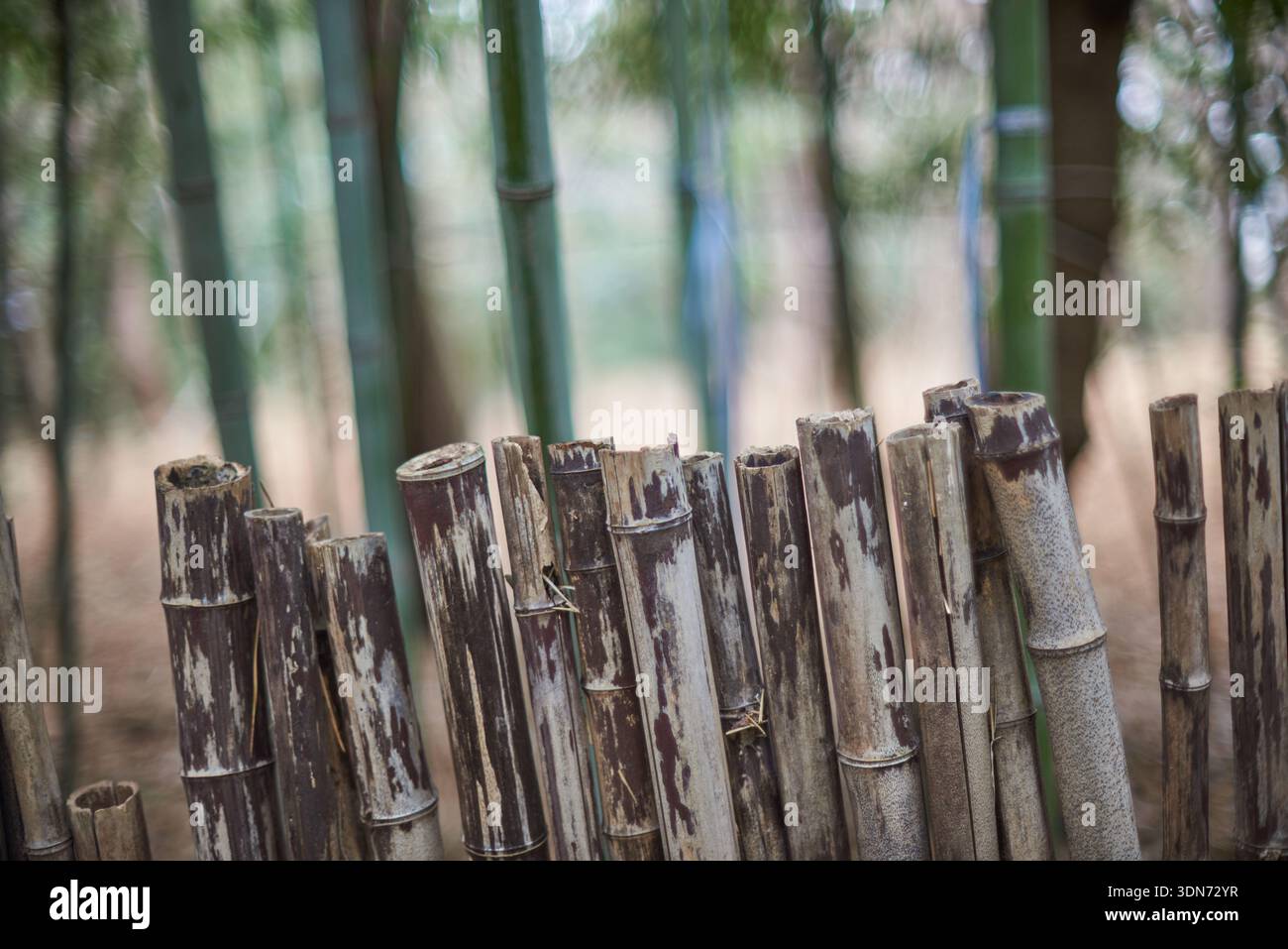 Close-up of weathered bamboo fence with green bamboo grove blurred in ...