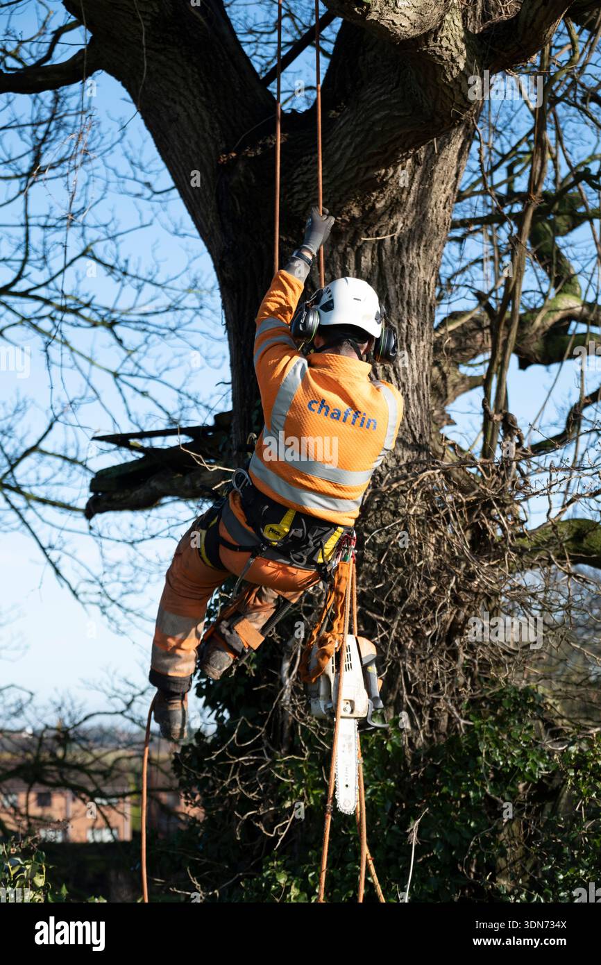 Professional tree surgeon working high in a mature oak tree canopy ...