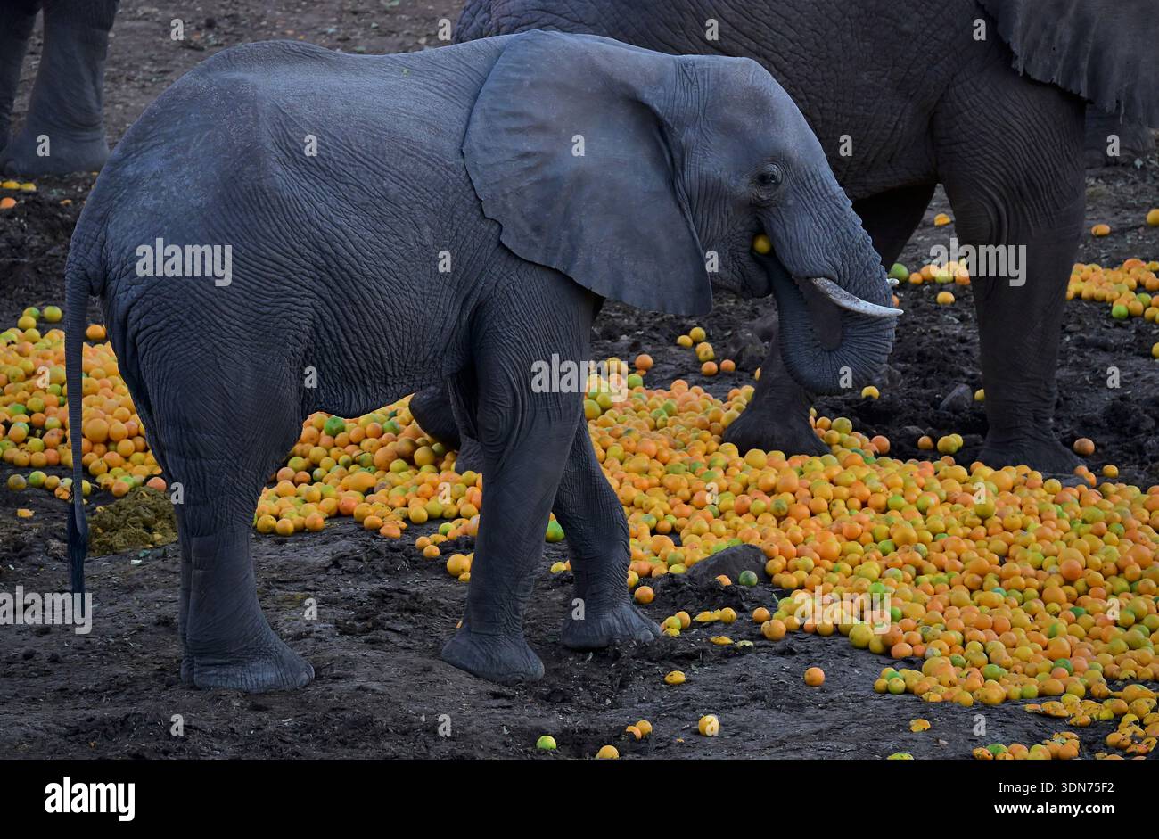 Wild animals enjoying damaged oranges at Nottingham estate, southern ...