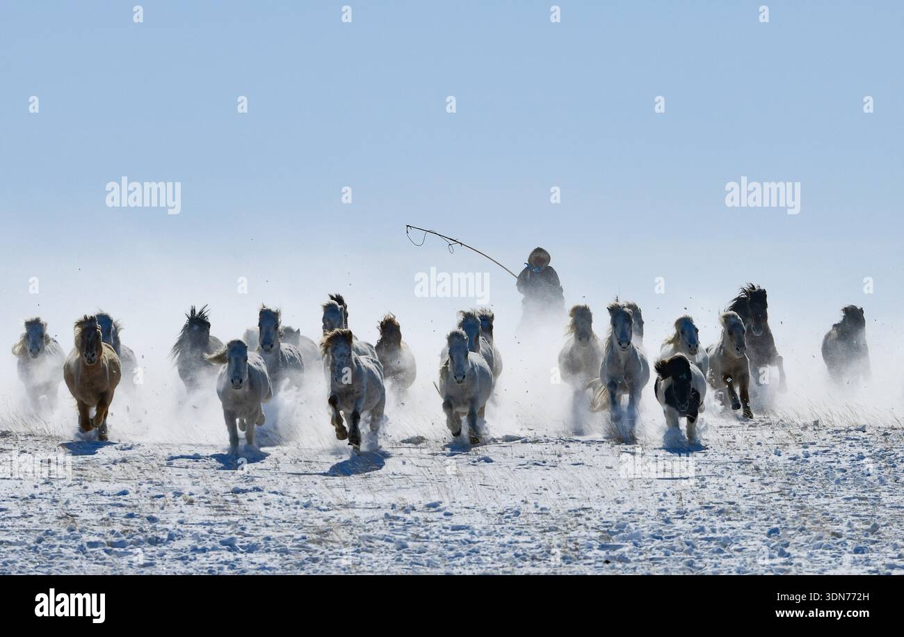 Horses gallop across the snow-covered plains at a horse farm in ...