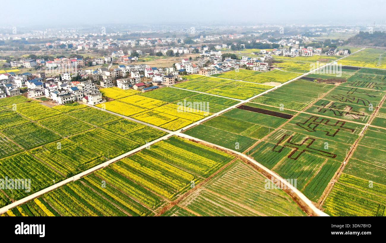 Aerial photo shows rapeseed flowers blooming in Meijiang Town, Suichuan ...