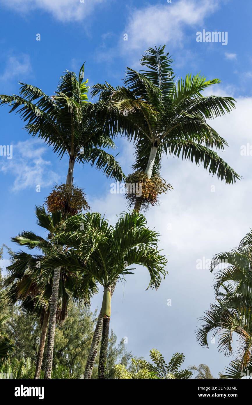 The Manila Palm, Adonidia merrillii, is native to the Philippines. Also ...