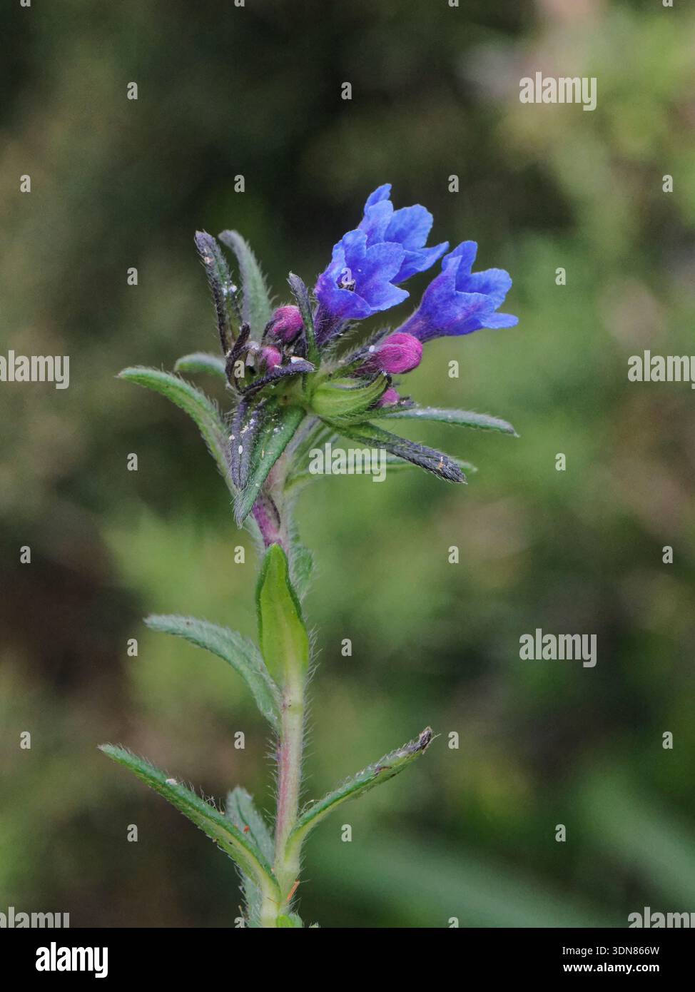Creeping / Shrubby gromwell (Glandora prostrata / Lithodora diffusa ...