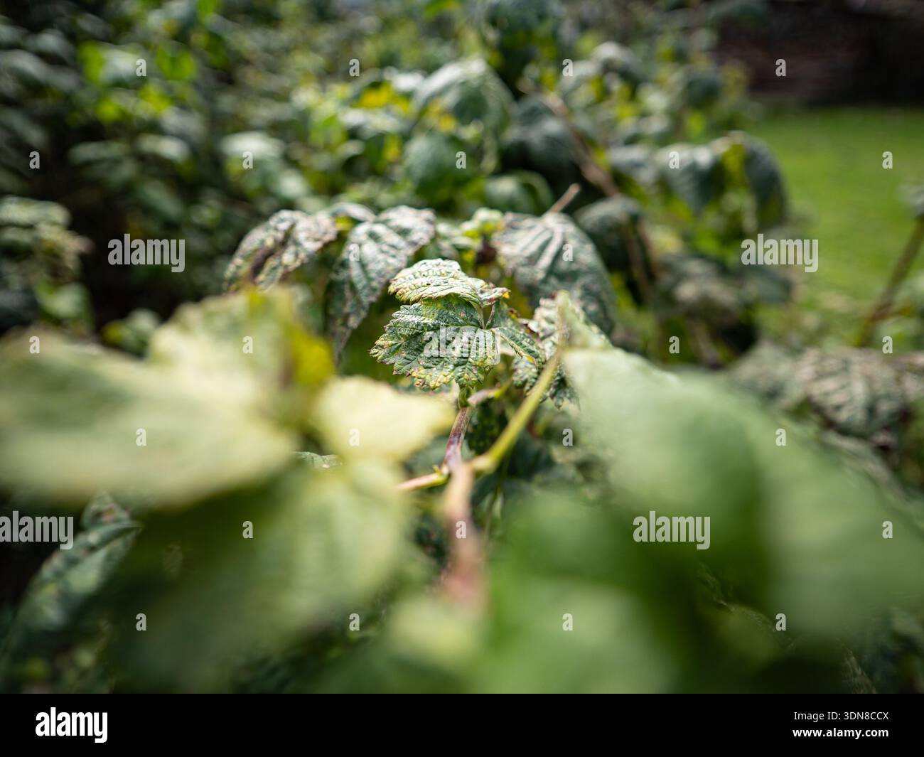 Raspberry (rubus pruinosus) plant leaves with blight disease and ...