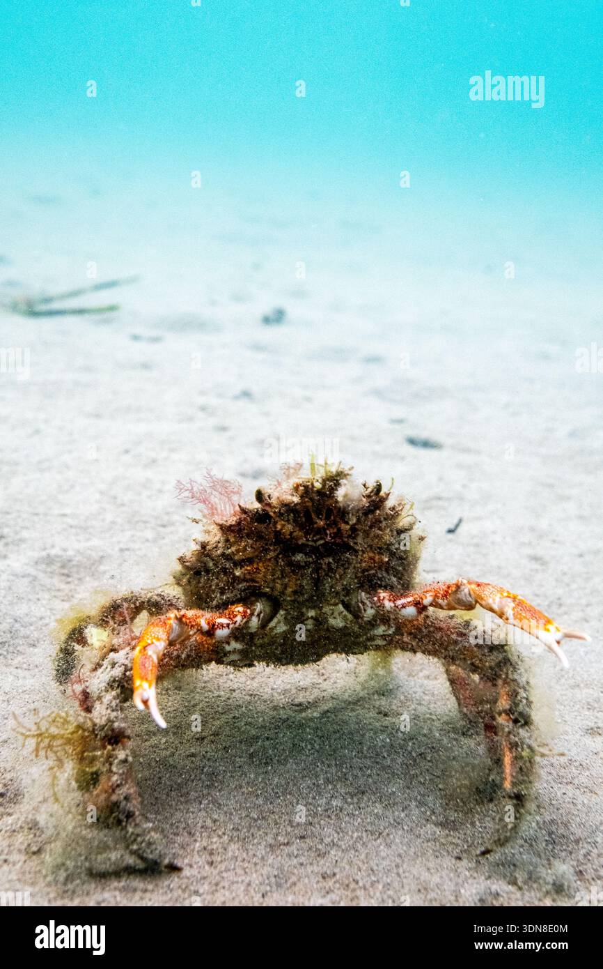 Underwater closeup of a spider crab Maja species seen from behind ...