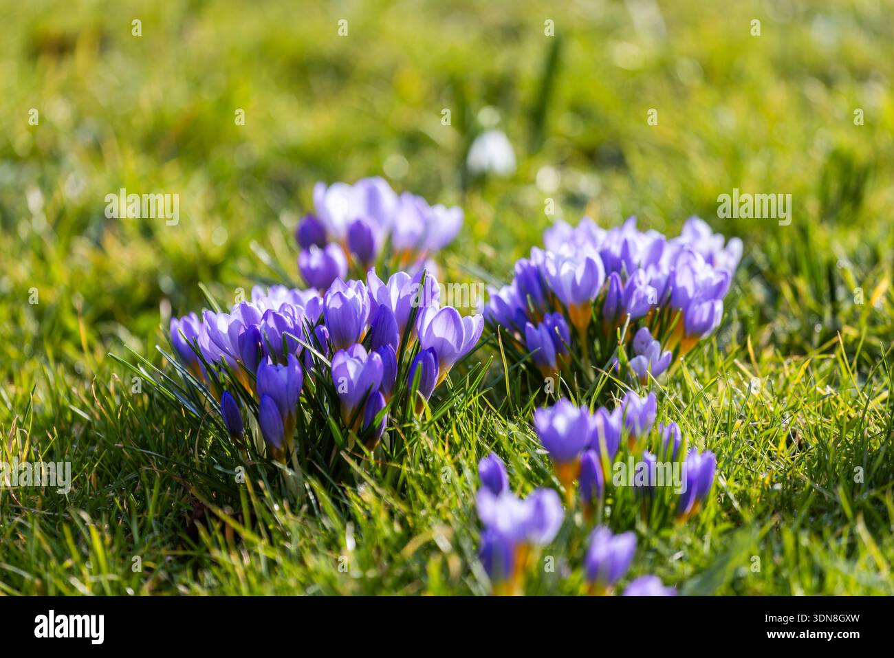 09 February 2026, Baden-Württemberg, Freiburg: Crocuses can be seen in ...