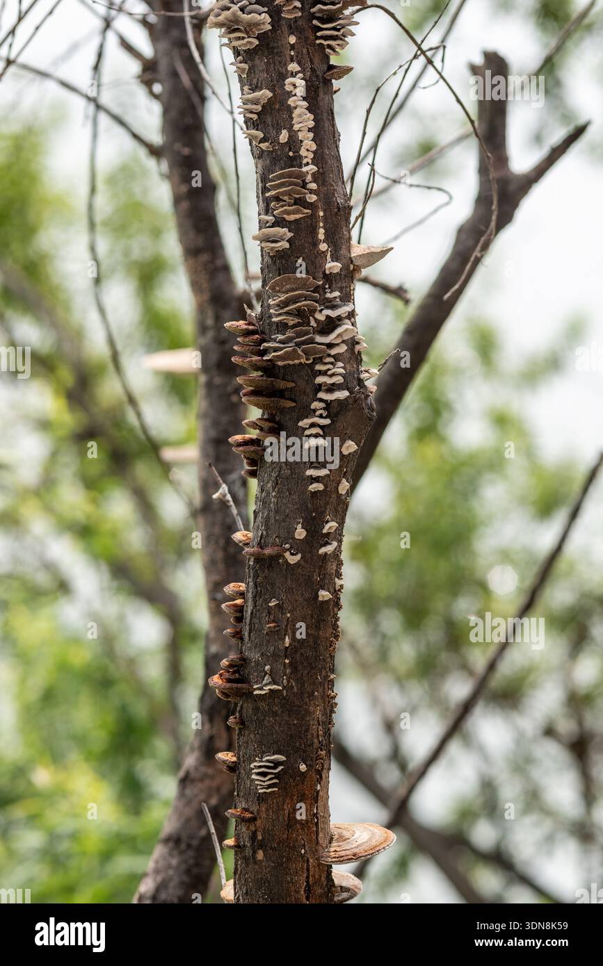 Tree trunk covered with layered bracket fungi in forest, natural close ...