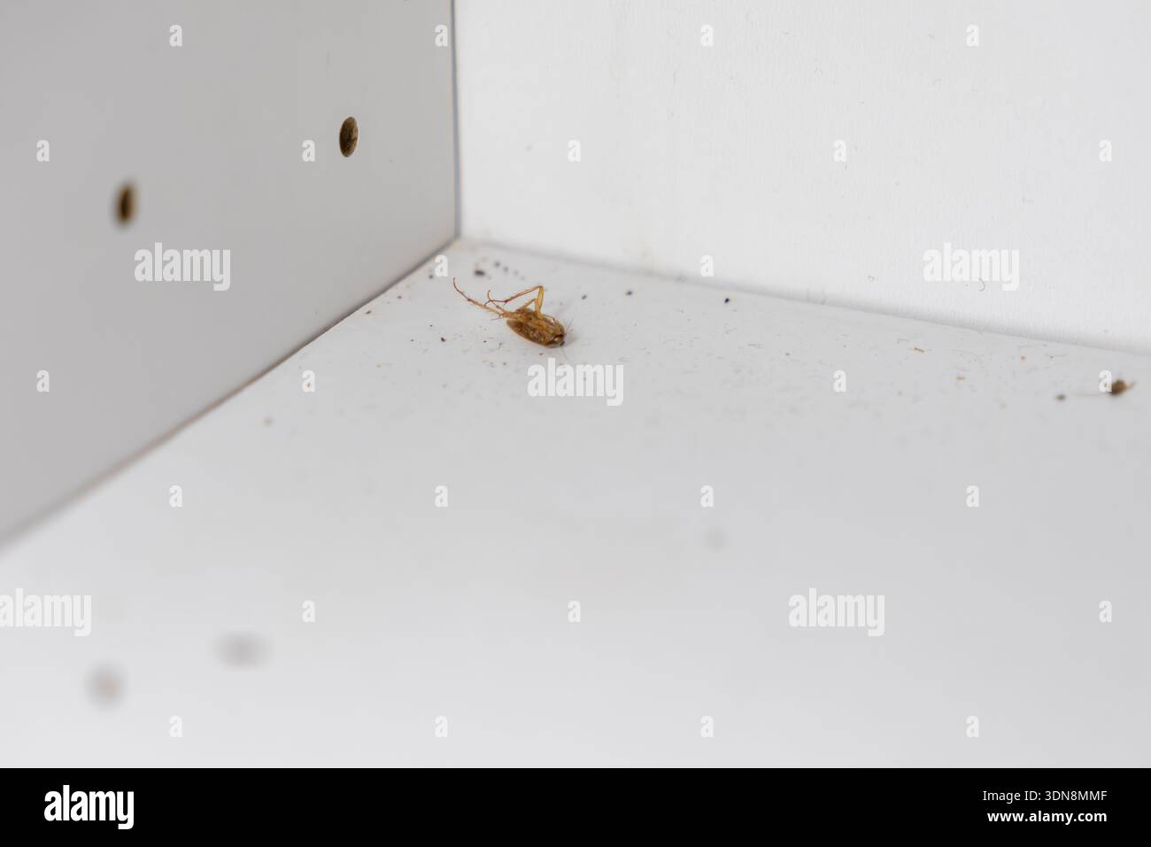 Close-up of a dead brown cockroach positioned upside down on a grimy ...