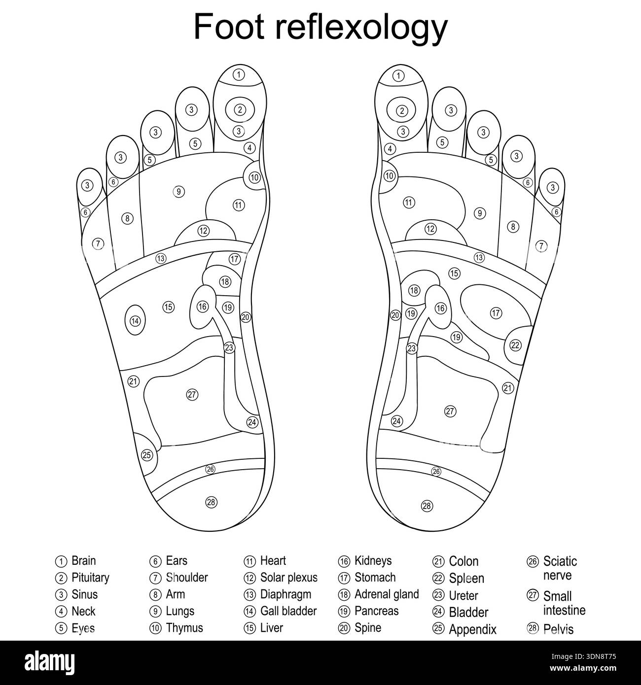 Reflexology foot chart Black and White Stock Photos & Images - Alamy