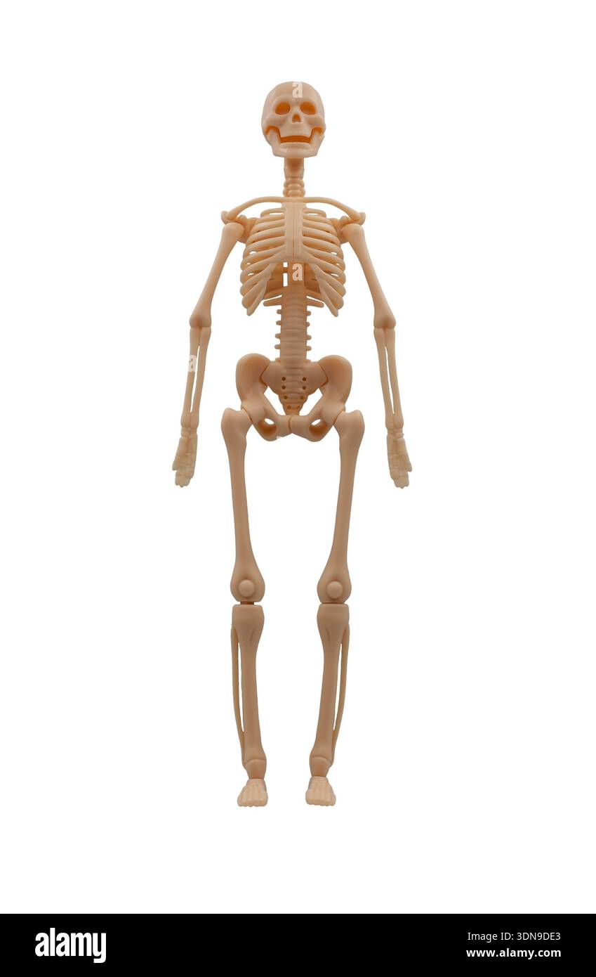 Full size model of human skeleton on white background Stock Photo - Alamy