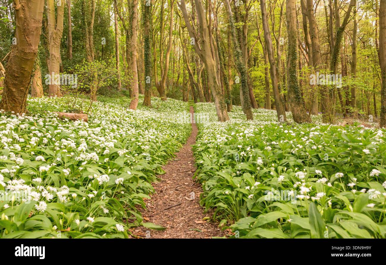 Amazing views of the Bluebells and Wild Garlic in bloom in Bothal Woods ...