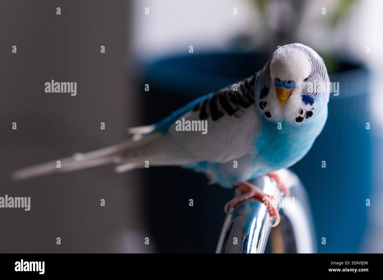 A budgie, also known as a budgerigar or common parakeet, is a small ...