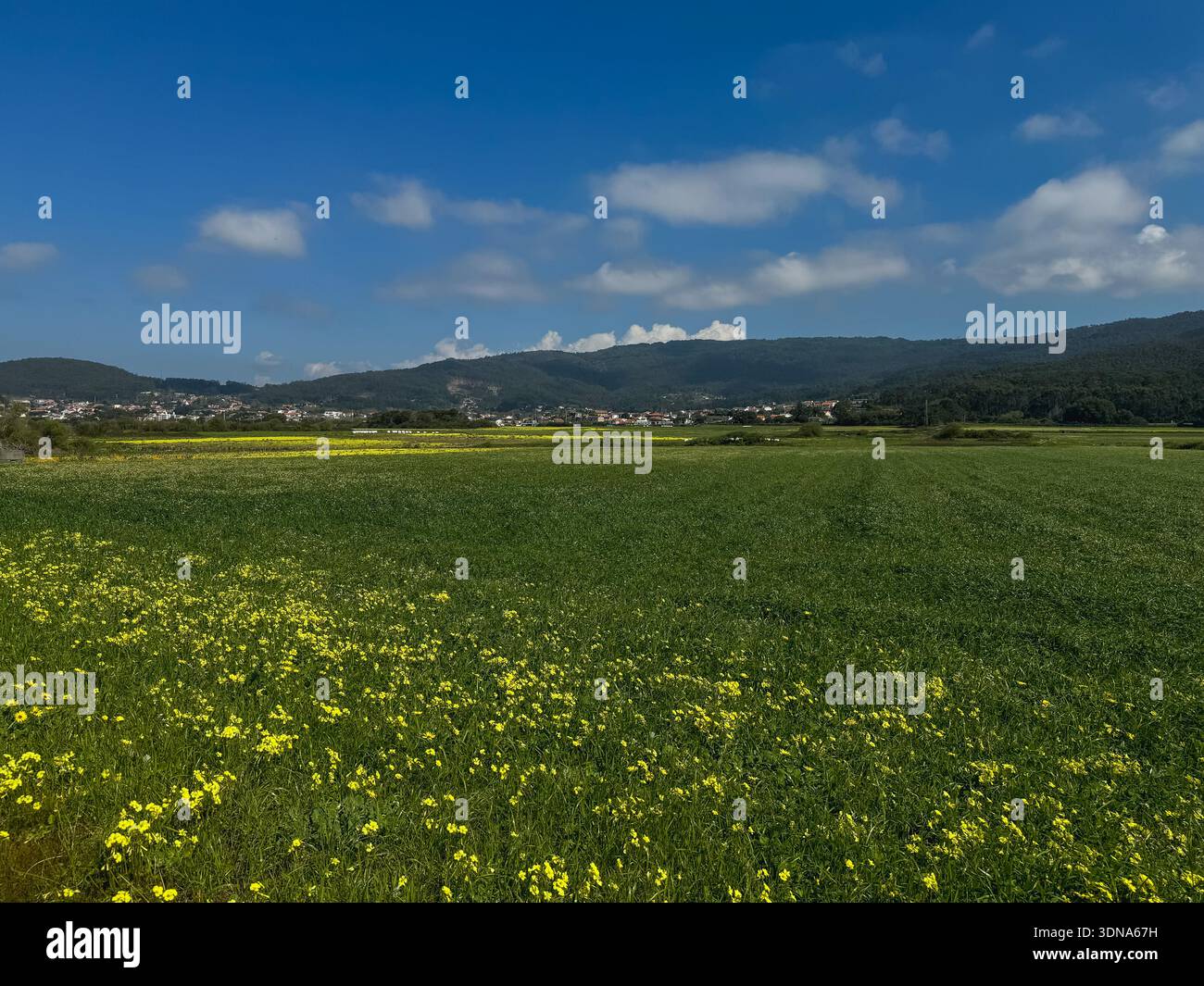 Wide green meadow scattered yellow hi-res stock photography and images ...