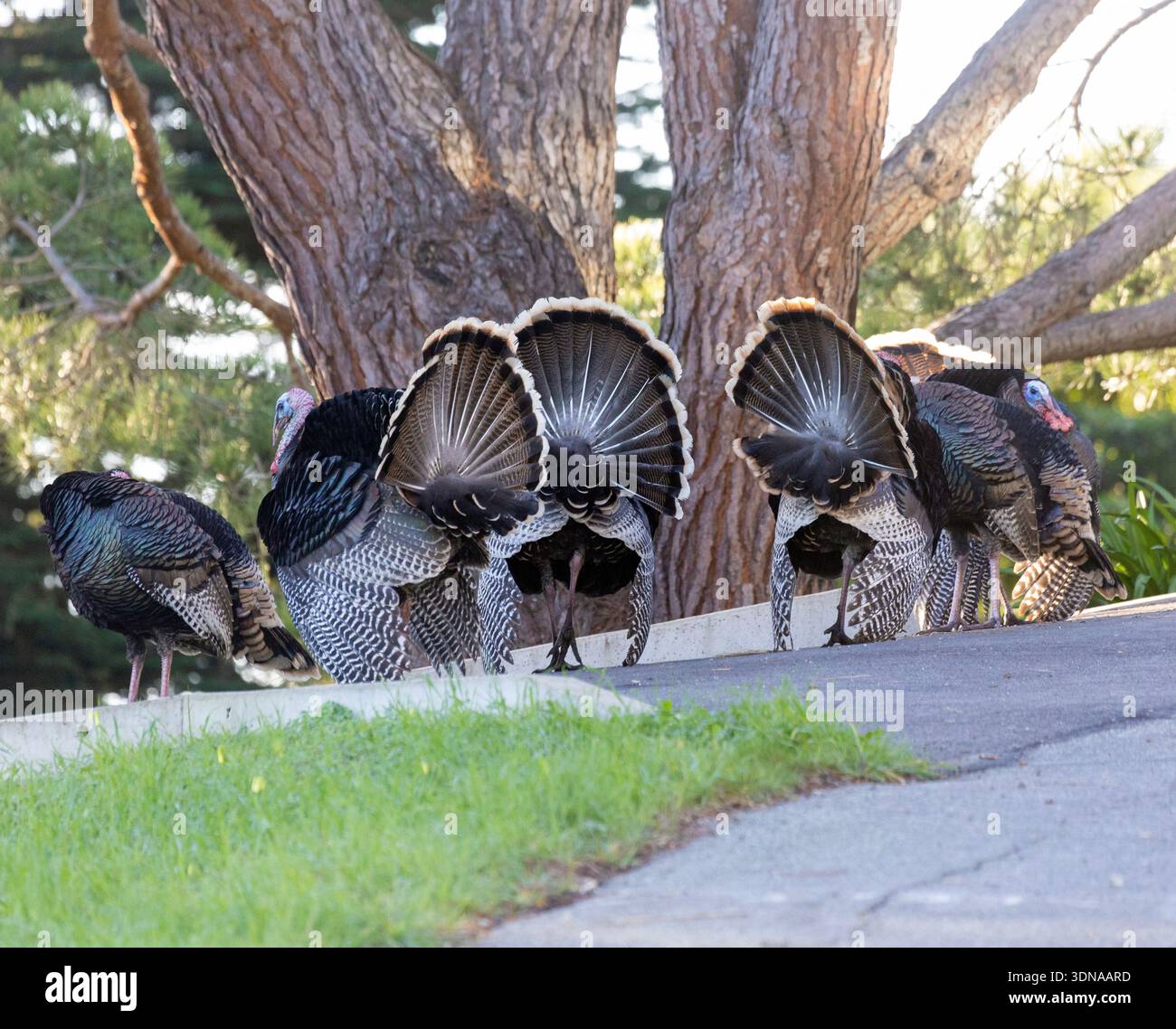 Tails flared hi-res stock photography and images - Alamy