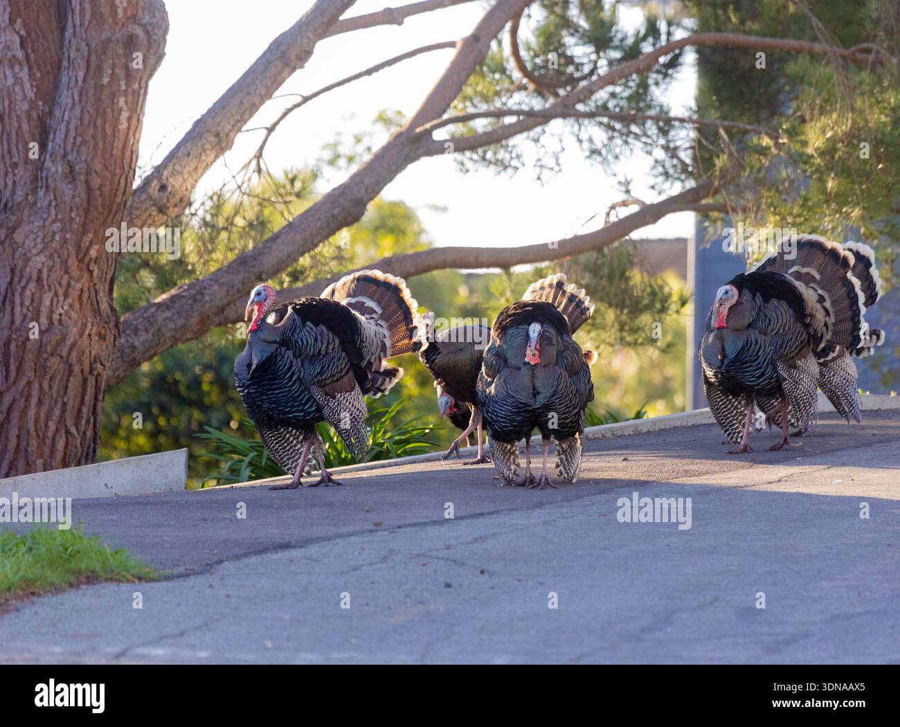 Three Tom Turkeys Displaying on Street Stock Photo - Alamy