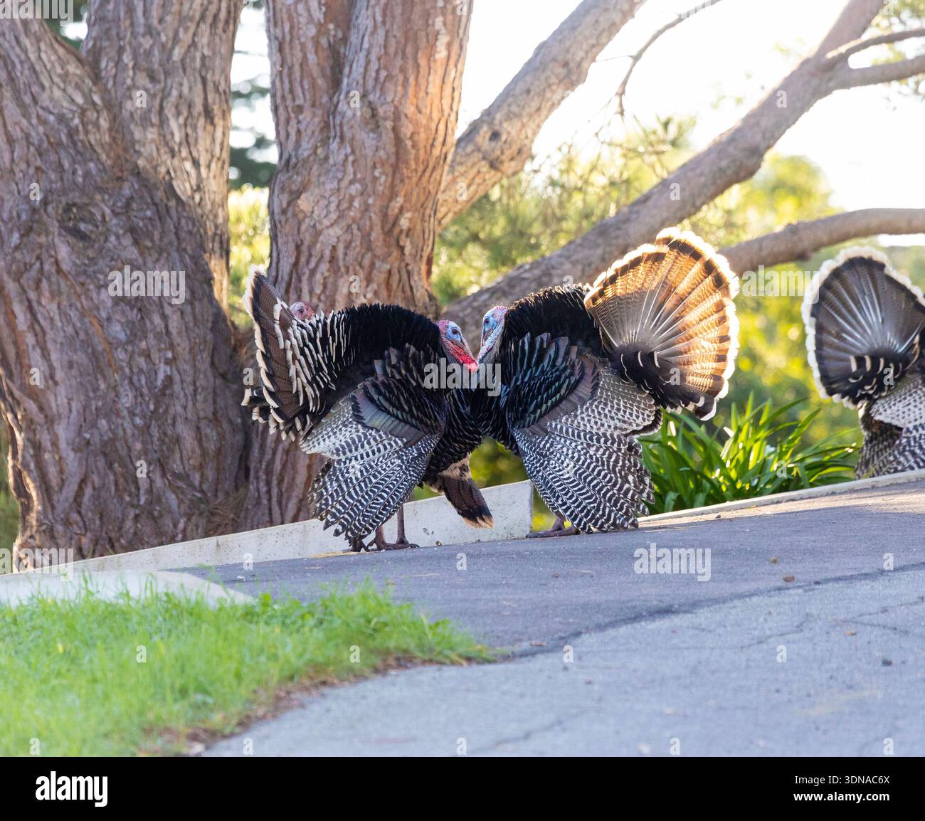 Two Tom Turkeys Chest to Chest Displaying Stock Photo - Alamy