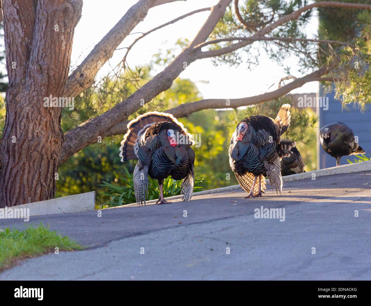 Two Tom Turkeys Displaying Stock Photo - Alamy