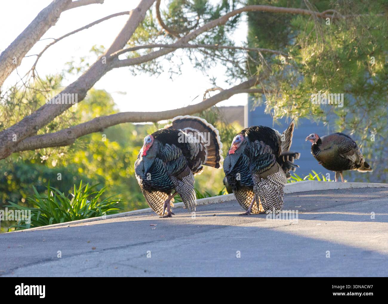 Two Tom Turkeys Displaying while Walking in Street Stock Photo - Alamy