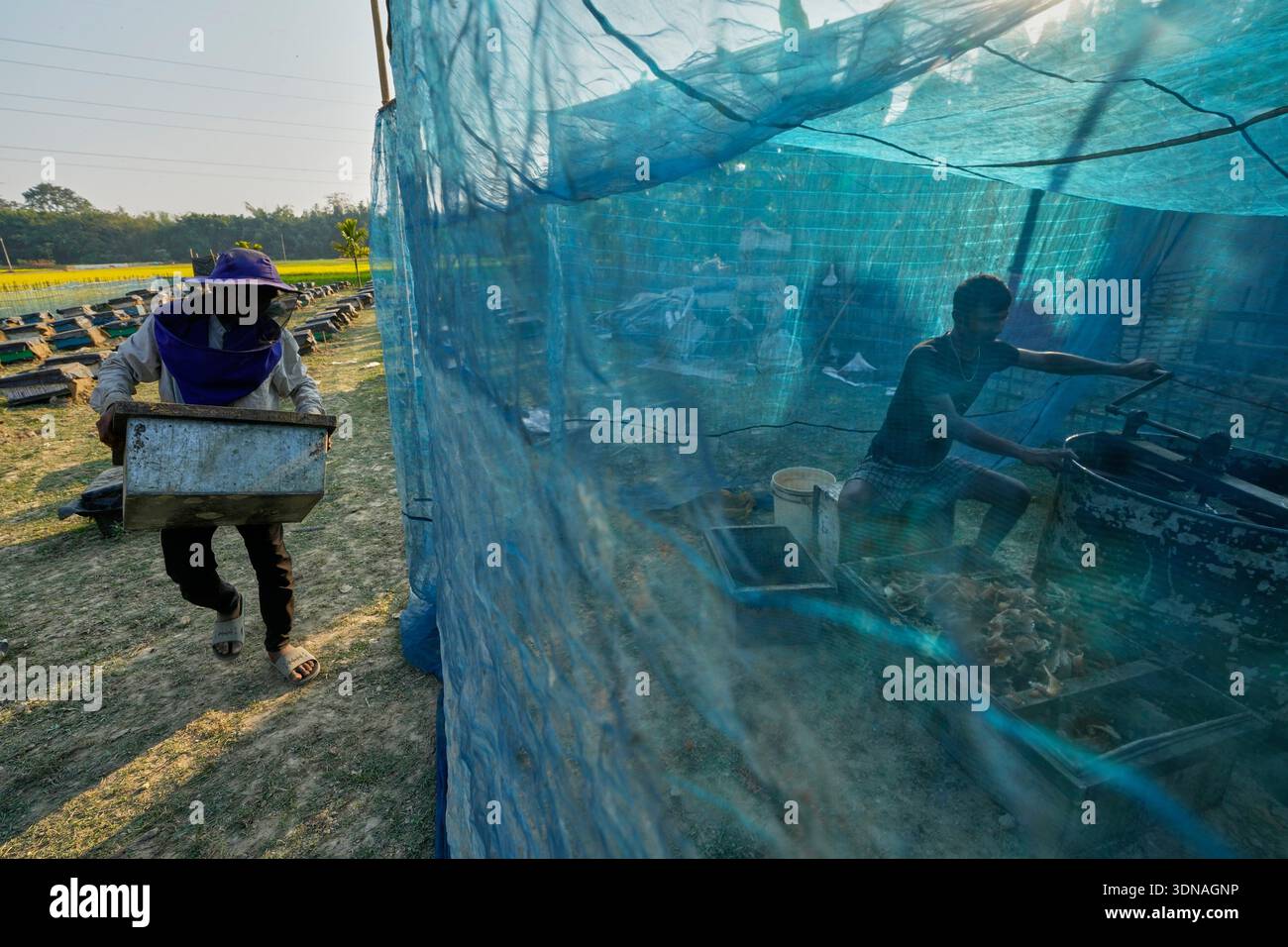 A migratory beekeeper, left, carries a bee box as another extracts ...