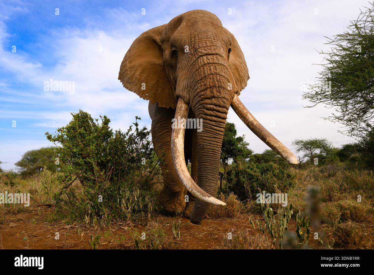 TeeJay the big tusker (super tusker) bull elephant of the Amboseli ...