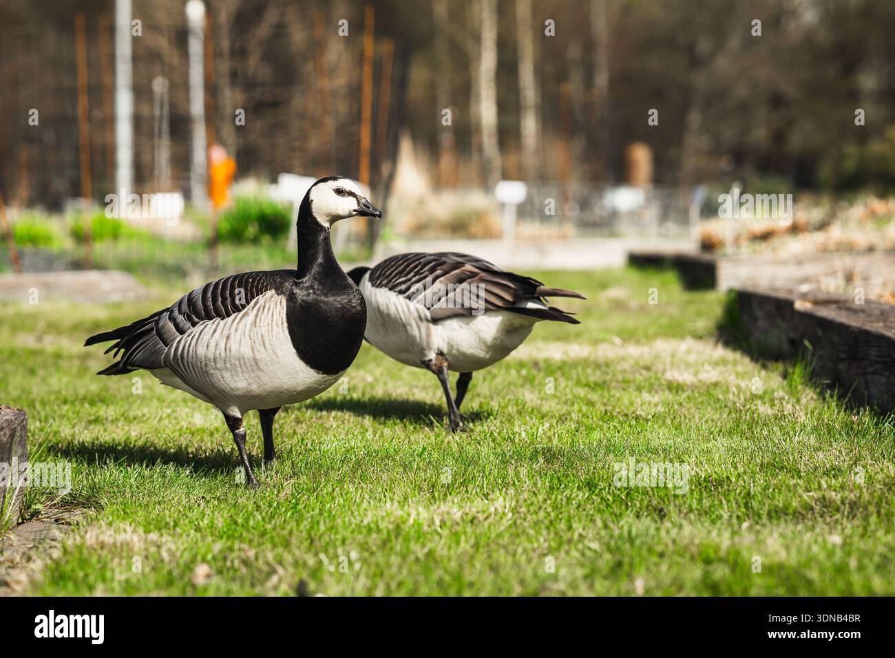 A Barnacle goose prepares for takeoff in the Kaisaniemi Botanical ...
