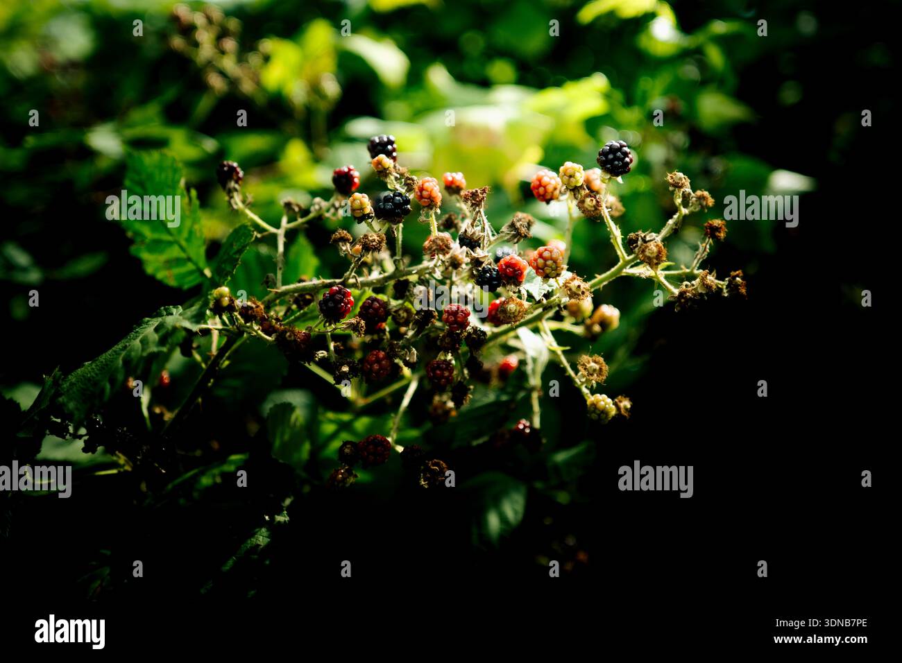Wild blackberries (Rubus fruticosus) ripen on a thorny bramble in a sun ...